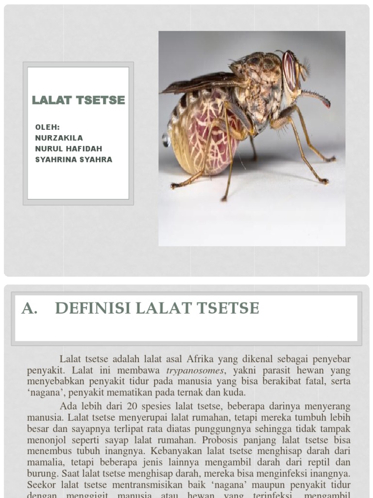 Lalat Tsetse | PDF