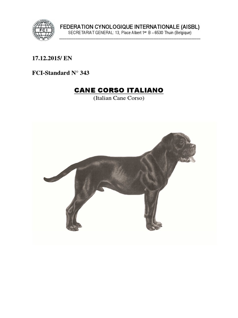 FCI Cane Corso | PDF | Dogs | Animals And Humans