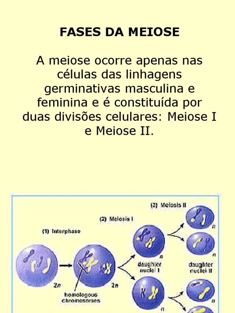 Biologia PPT - Meiose II | PDF