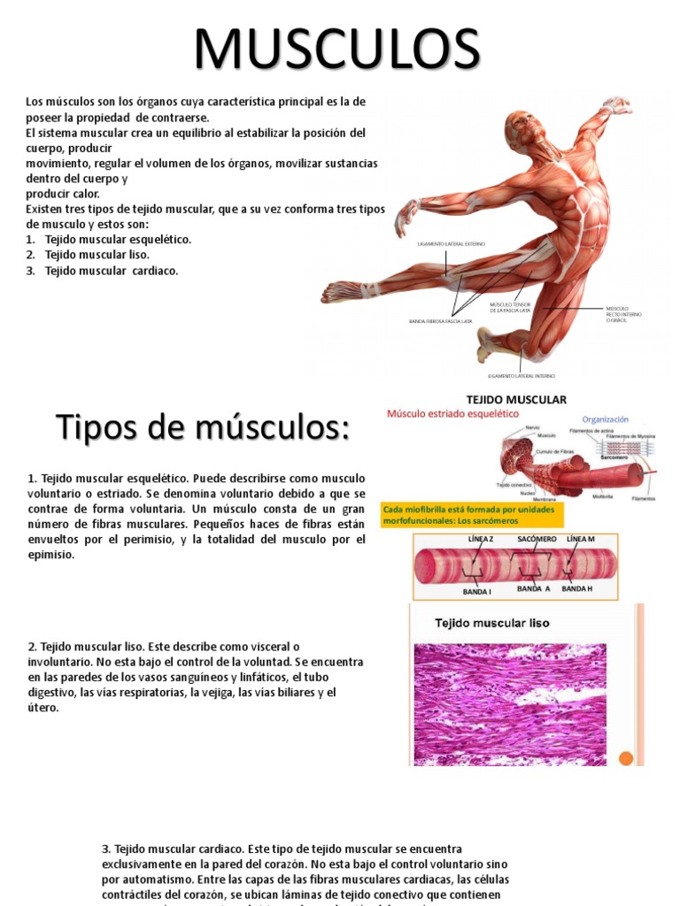 Musculos y Planos | PDF | Músculo | Ciencia de la danza