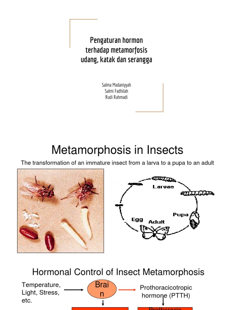 Pengaturan Hormon Terhadap Metamorfosis Udang, Katak Dan Serangga | PDF ...