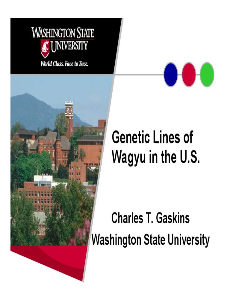 Tajiri Wagyu Genetic Lines Overview | PDF | Livestock | Bovines