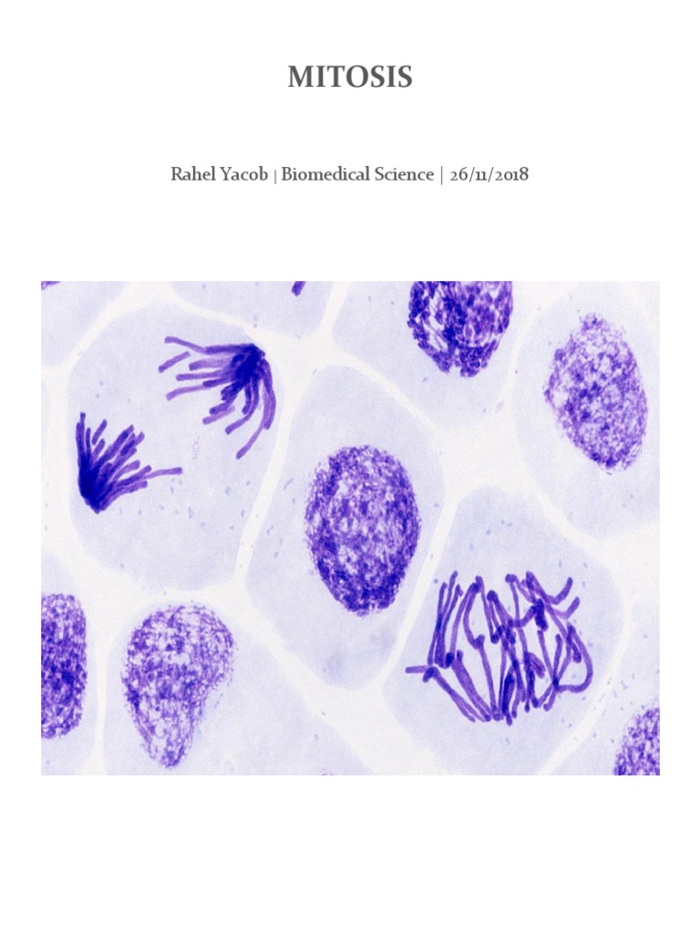 Mitosis | PDF | Mitosis | Cell Cycle