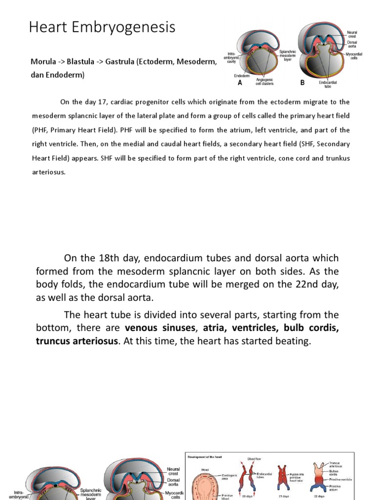 Embriogenesis Jantung | PDF | Heart Valve | Atrium (Heart)