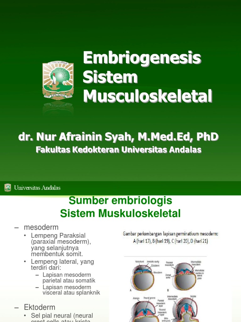 Embriogenesis Sistem Muskuloskeletal | PDF