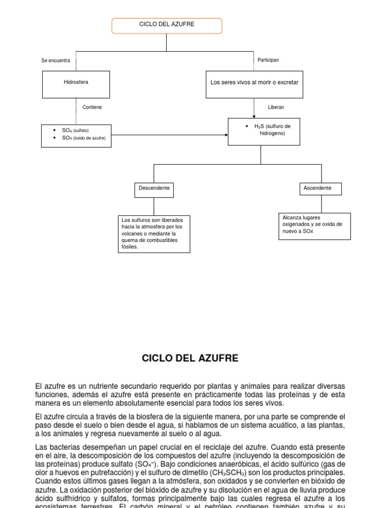 El ciclo biogeoquímico del azufre: su papel esencial en los ecosistemas y circulación a través ...