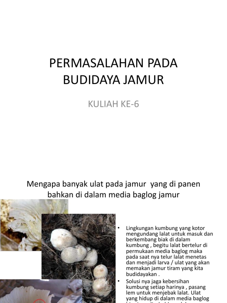 Permasalahan Pada Budidaya Jamur PDF | PDF