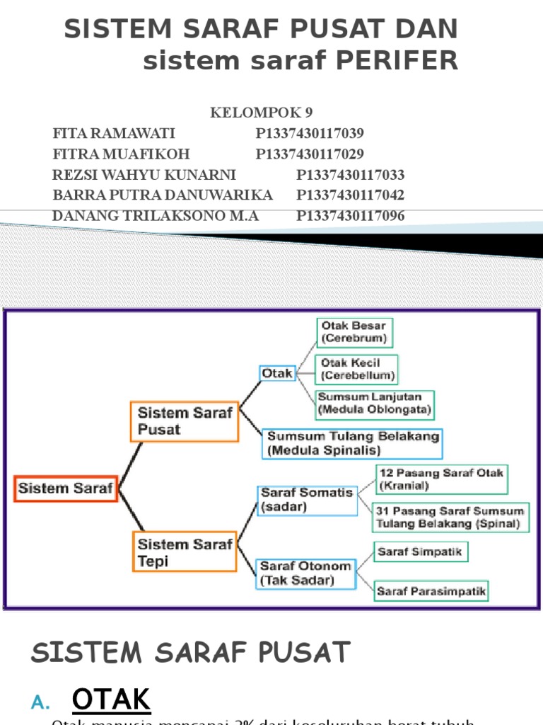 Sistem Saraf Pusat Dan Perifer | PDF