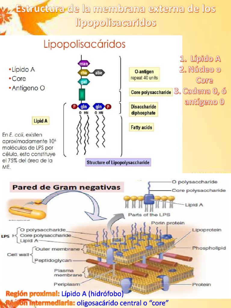 Lipopolisacaridos y Sus Partes, Funcion y Estructura. | PDF