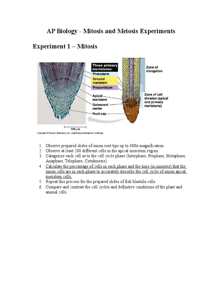 AP Biology - Mitosis and Meiosis Experiments Experiment 1 - Mitosis | PDF
