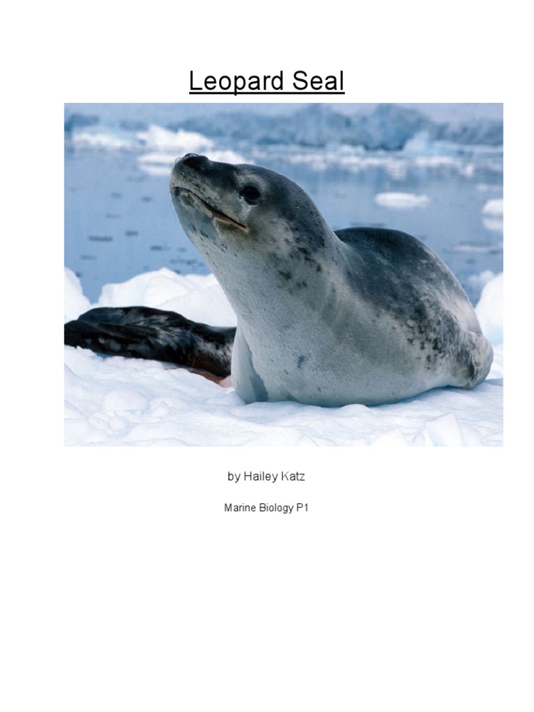 Year 1 Marine Final Project | PDF | Pinniped | Evolution