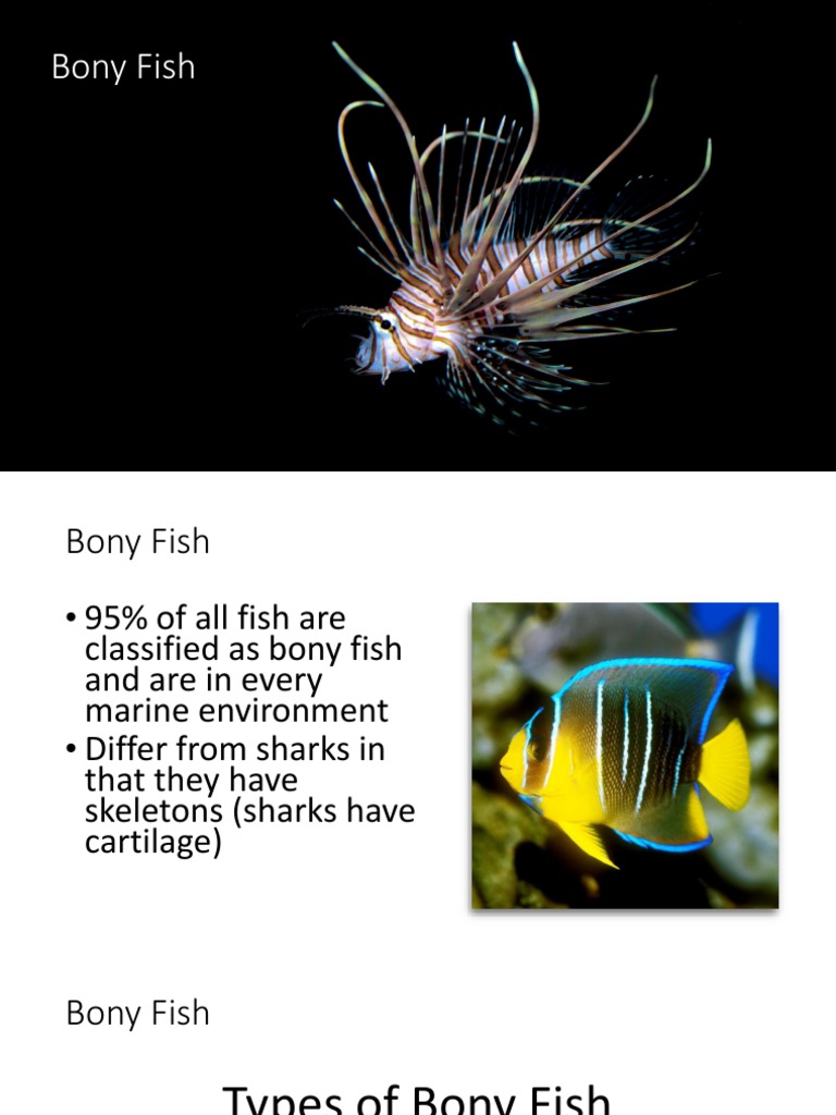 Bony Fish | PDF | Fish | Gill