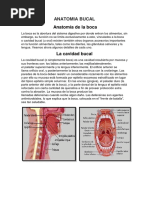Anatomía y Fisiología de Los Labios. | PDF | Labio | Piel