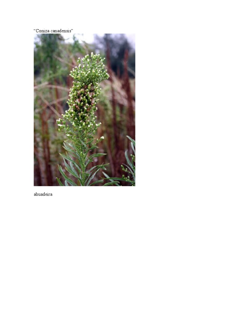 Especies Flora Macaronésia | PDF | Plantas | Horticultura e jardinagem