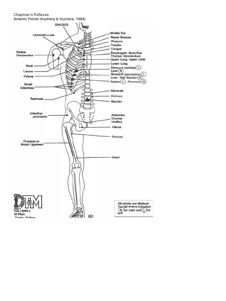 Understanding Chapman's Reflexes in Osteopathy | PDF | Vertebra | Neck