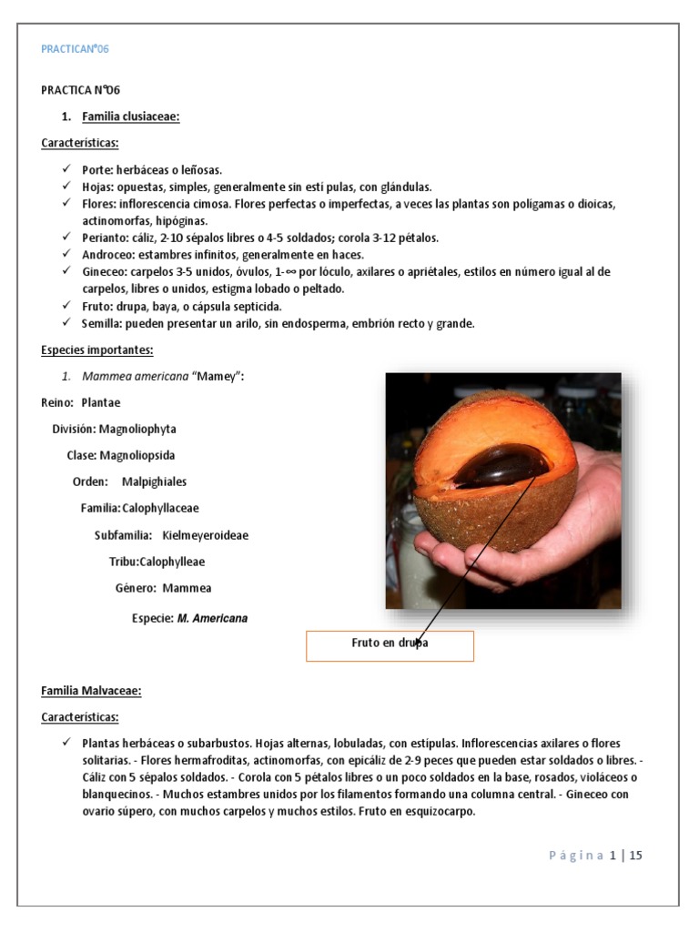Practica n06 | PDF | Morfología Vegetal | Plantas