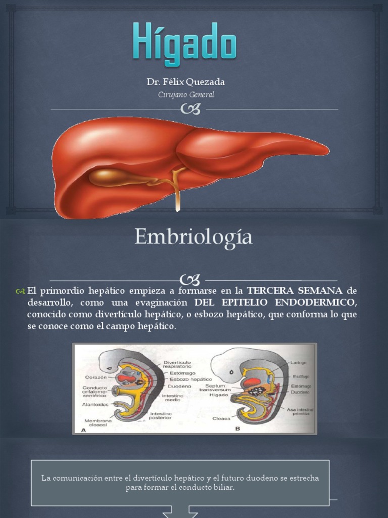 Hígado | PDF | Hígado | Metabolismo