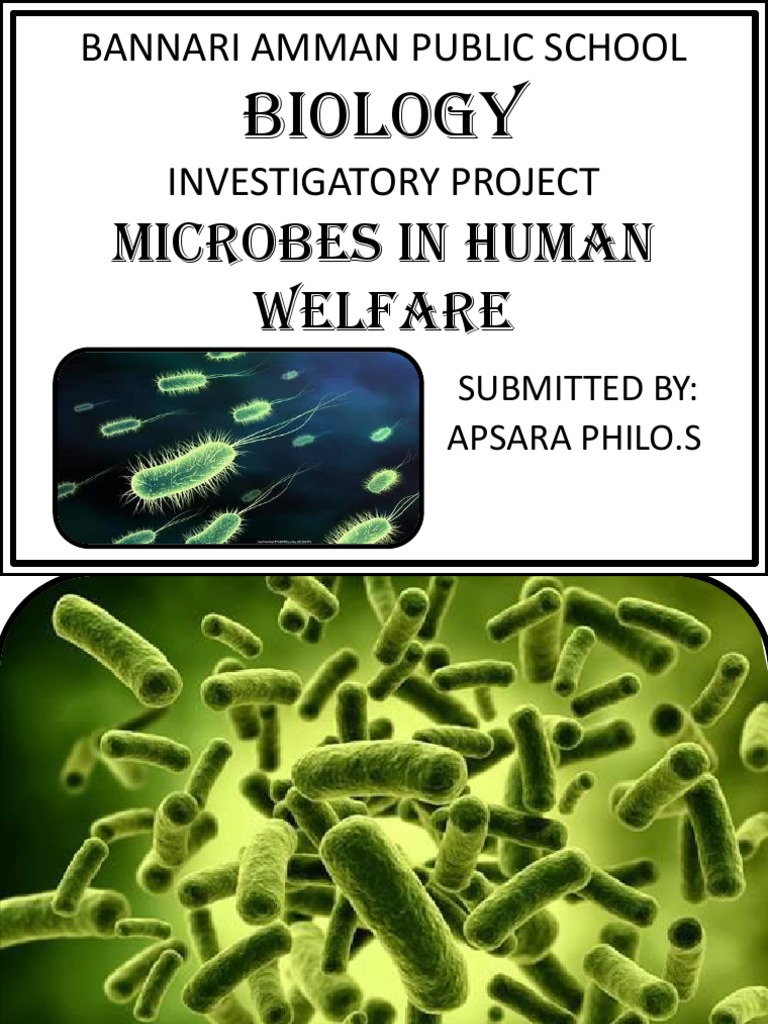 Biology Investigatory Project | PDF | Microorganism | Fermentation