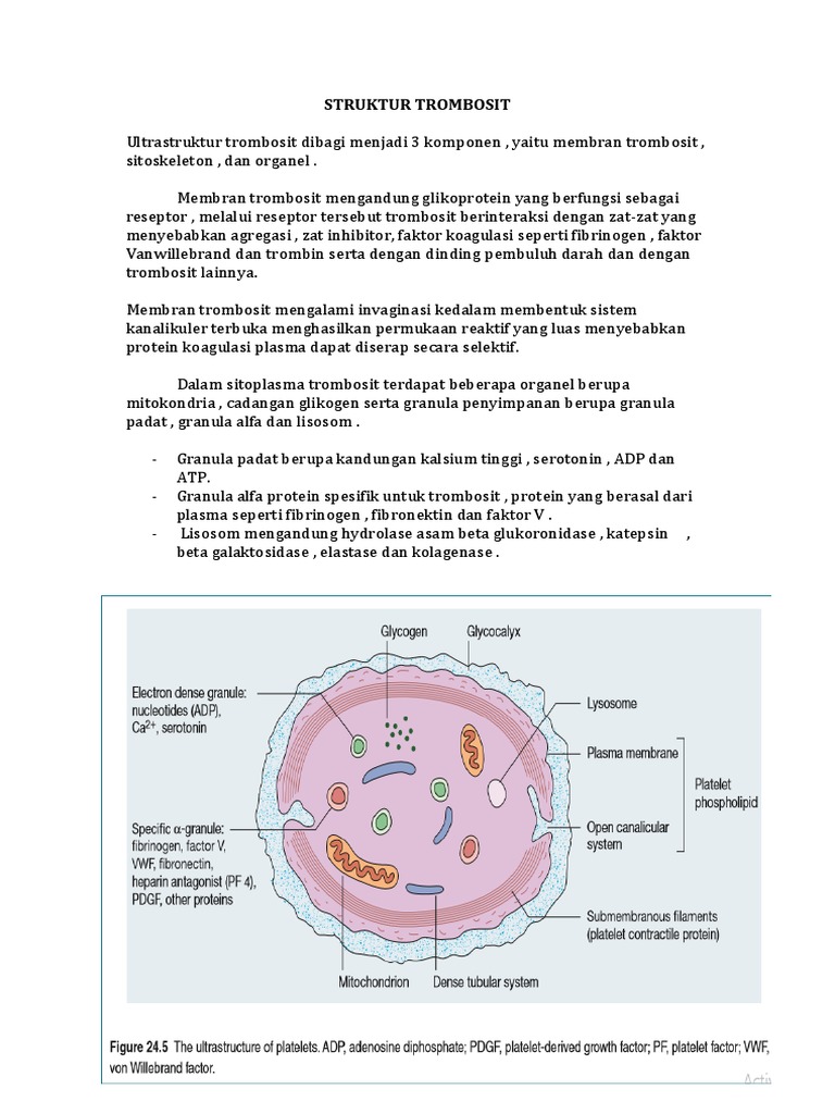 Ultrastruktur Trombosit Laporan | PDF | Kesehatan Holistik | Teknologi ...
