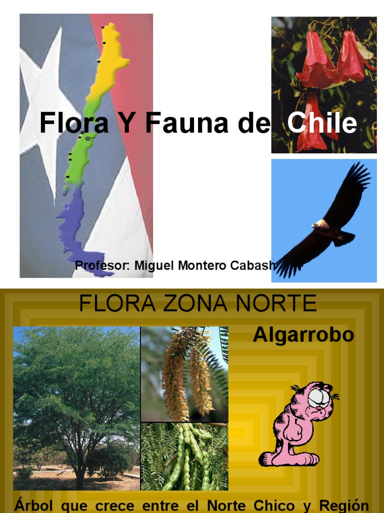 Flora y Fauna del Norte Chico de Chile | PDF | Chile | Arboles
