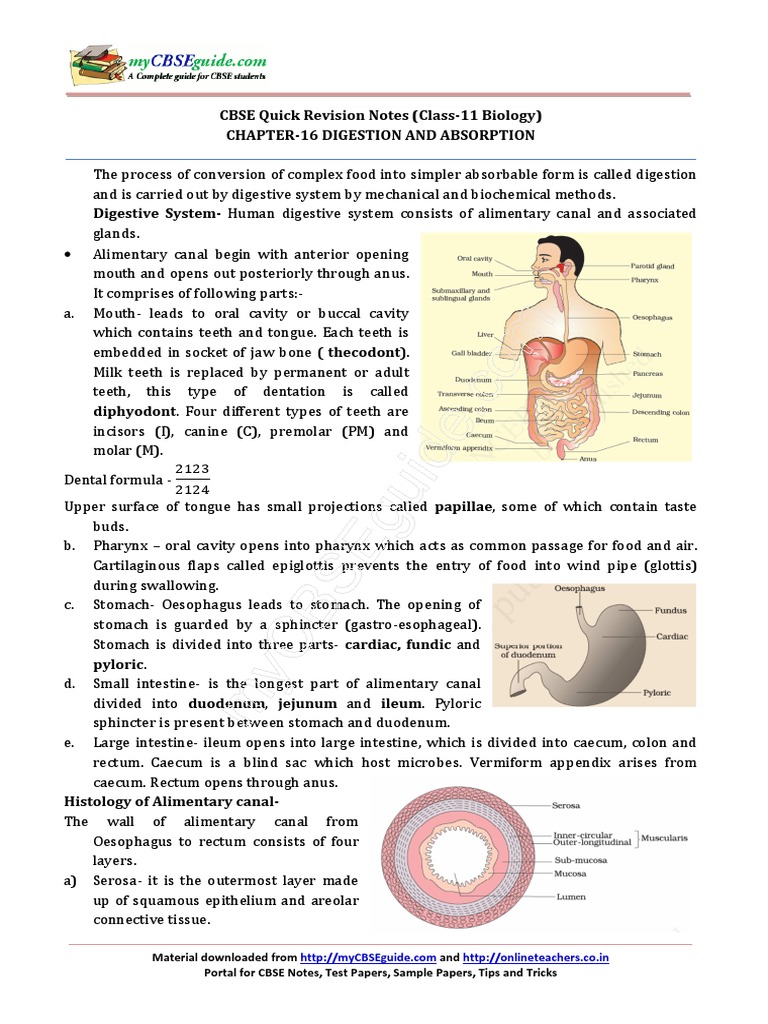 CBSE Class 11 Biology: Digestion Overview | PDF | Digestion ...