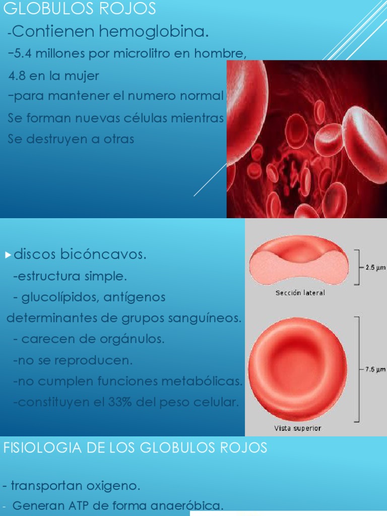 Globulos Rojos | PDF | Glóbulo rojo | Sangre