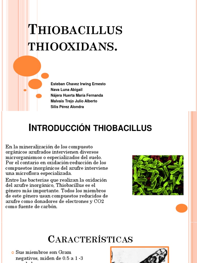 Acidithiobacilus Thiooxidans | PDF | Azufre | Las bacterias