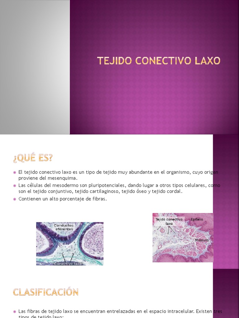 Tejido Conectivo Laxo | PDF | Tejido conectivo | Inflamación