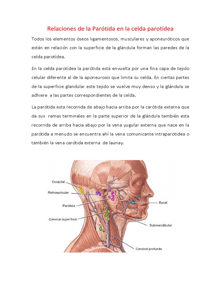 Relaciones de La Parótida en La Celda Parotídea | PDF