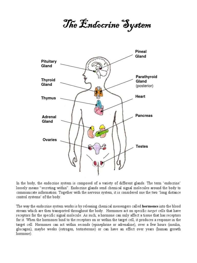 The Endocrine System | Adrenal Gland | Endocrine System