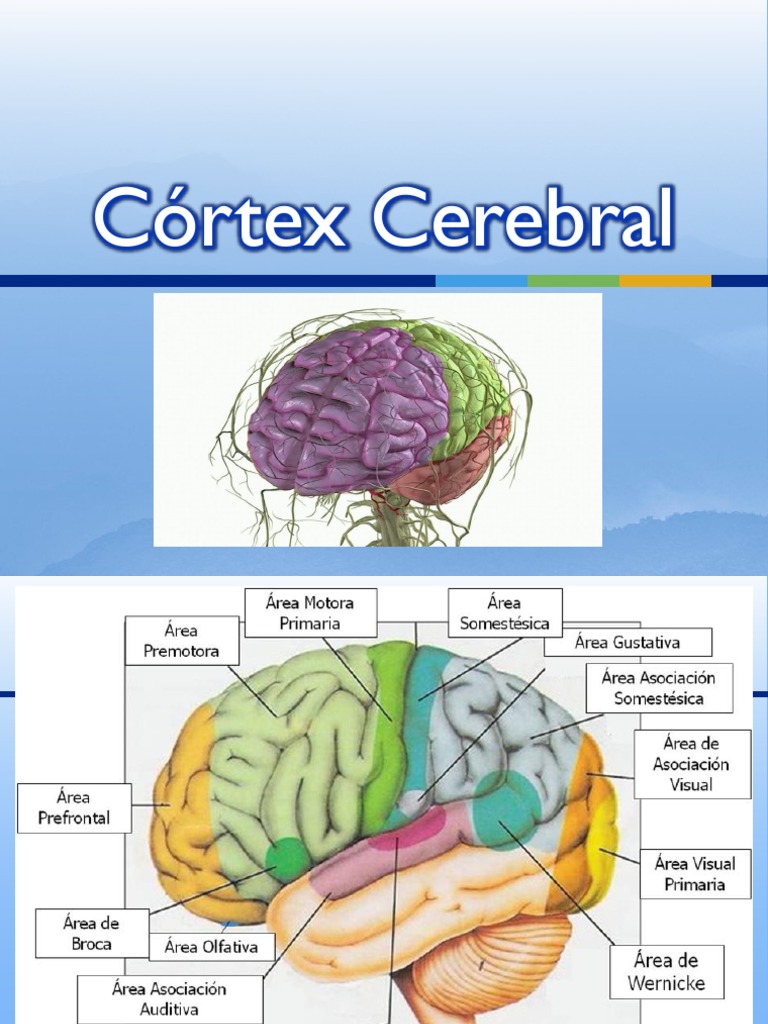 Córtex Cerebral | PDF | Telencéfalo | Matéria cinzenta