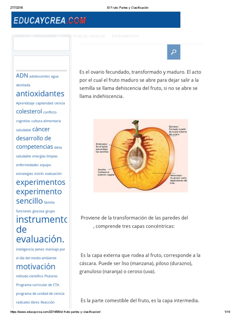 El Fruto Partes y Clasificación | PDF | Reproducción de plantas | Fruta