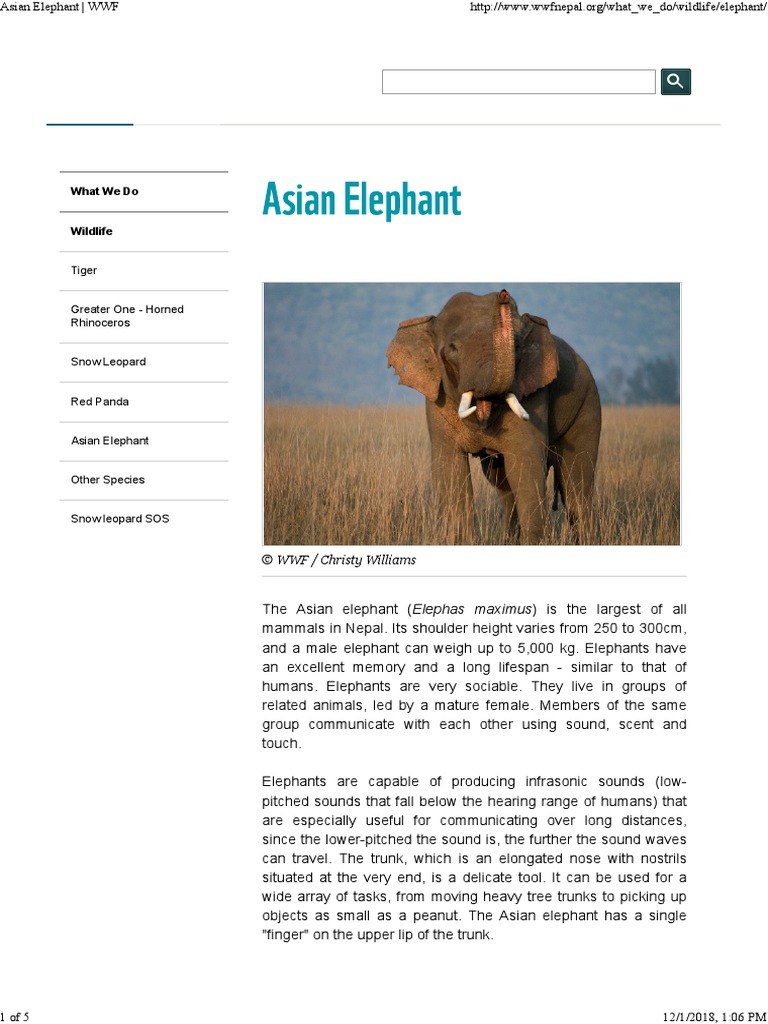 Asian Elephant - WWF PDF | PDF | Elephant | Nature