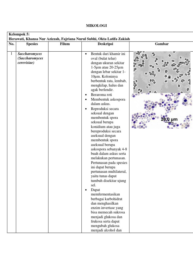 Jenis dan Deskripsi Jamur Khamir | PDF