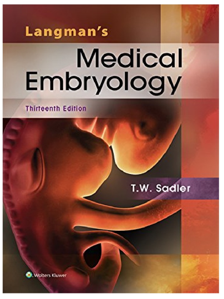 Langman Embryology 13 PDF | PDF