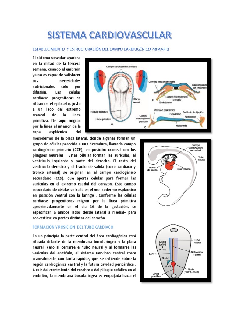 Desarrollo del Sistema Cardiovascular | PDF | Feto | Corazón