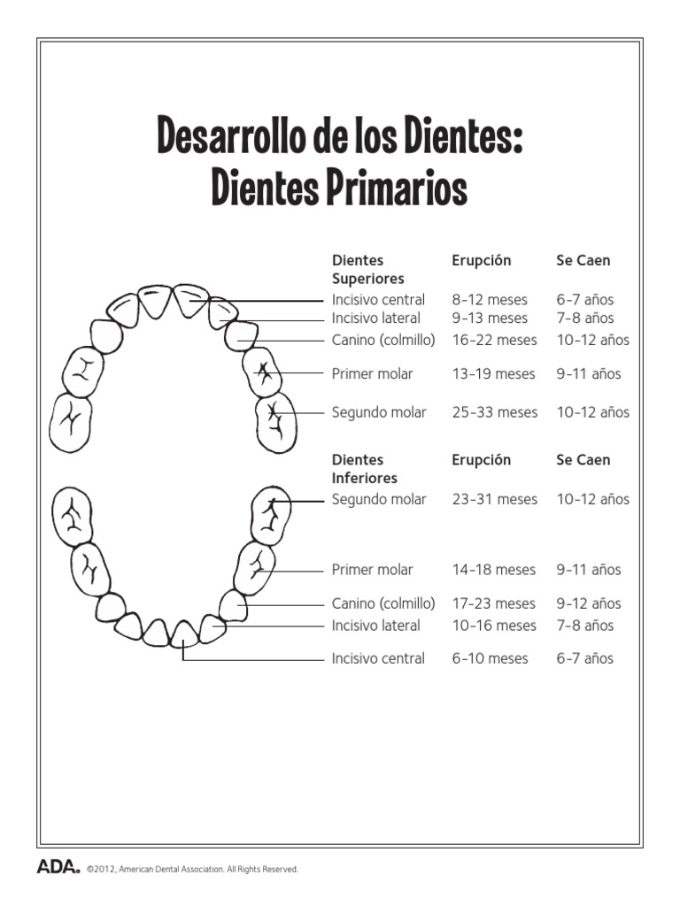Desarrollo de Los Dientes Primarios PDF | PDF