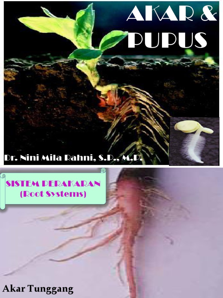 Akar Dan Pupus | PDF