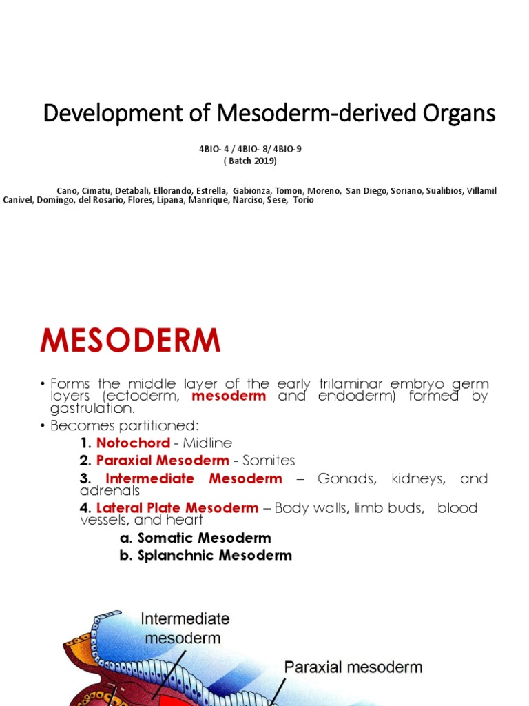 Development of Mesoderm-Derived Organs: 4BIO-4 / 4BIO - 8/ 4BIO-9 ...