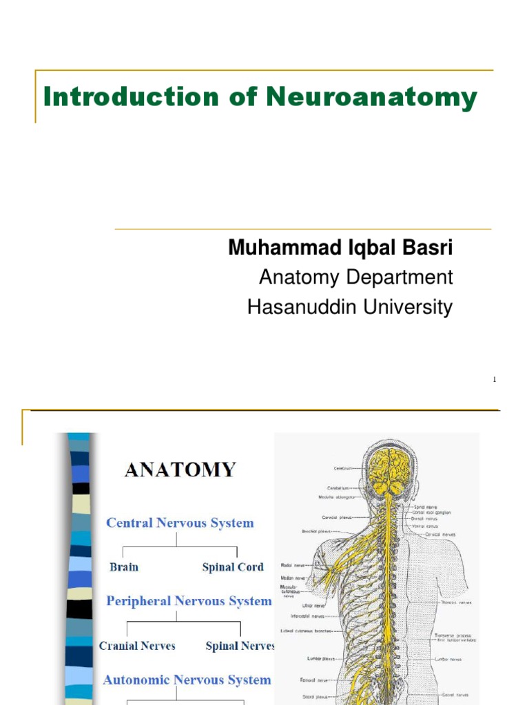 Introduction of Neuroanatomy (2016) | PDF | Nerve | Neuron