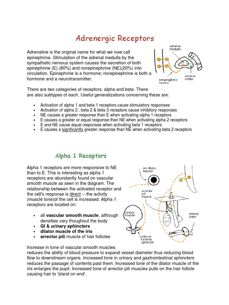 Adrenergic Receptors Guide | PDF | Nervous System | Anatomy