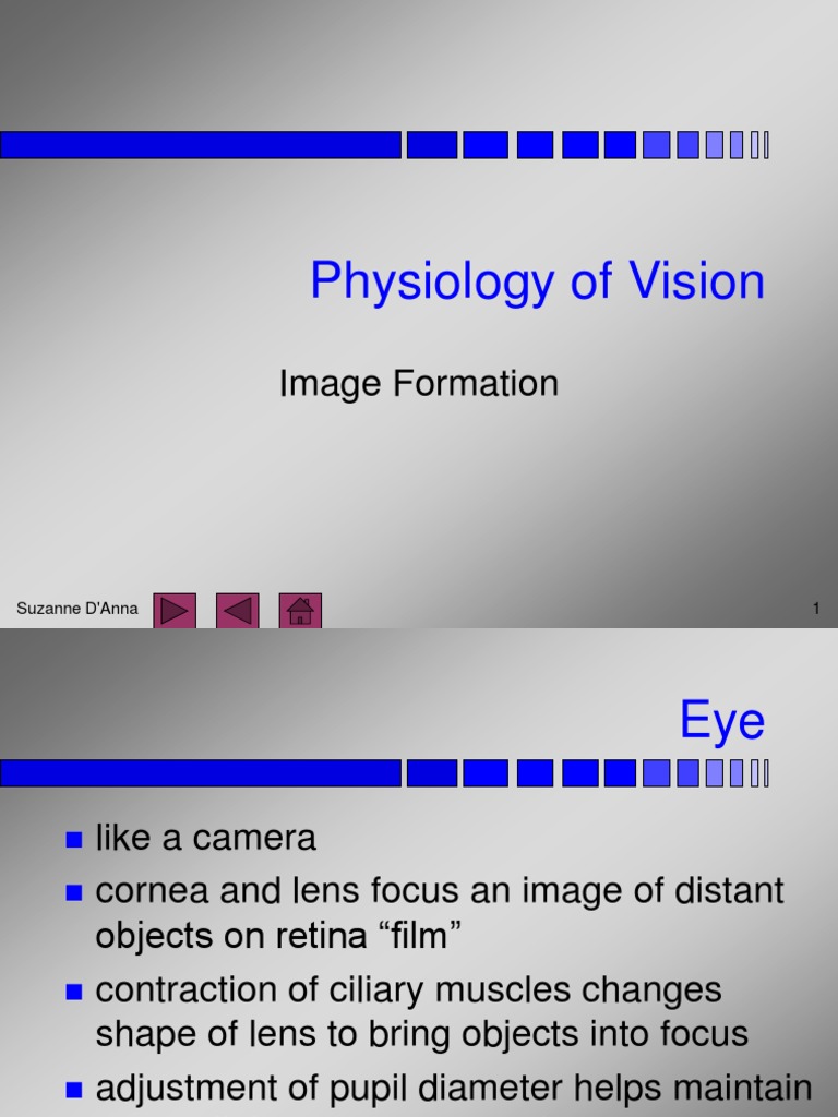 Physiology of Vision | PDF | Visual System | Human Eye