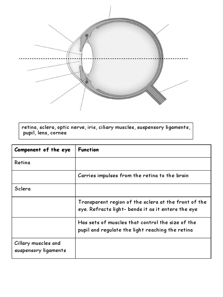 Bionic Eye Components Explained | PDF