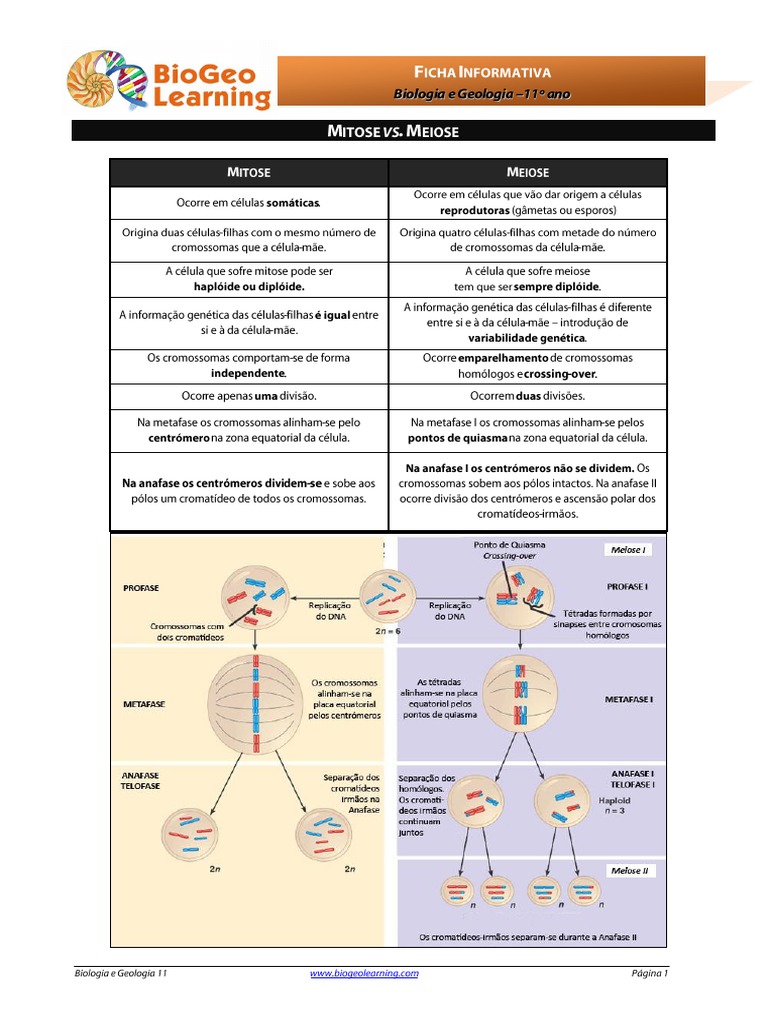 Mitose Vs Meiose Pdf Pdf