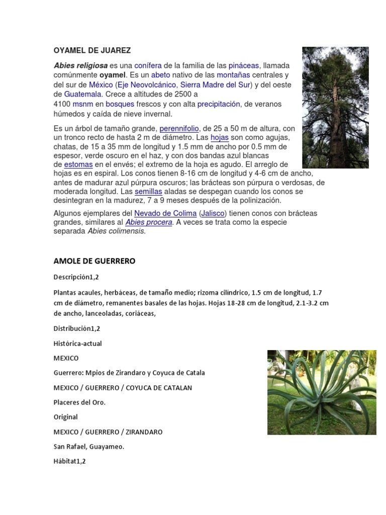 Características del Oyamel Mexicano | PDF | Naturaleza