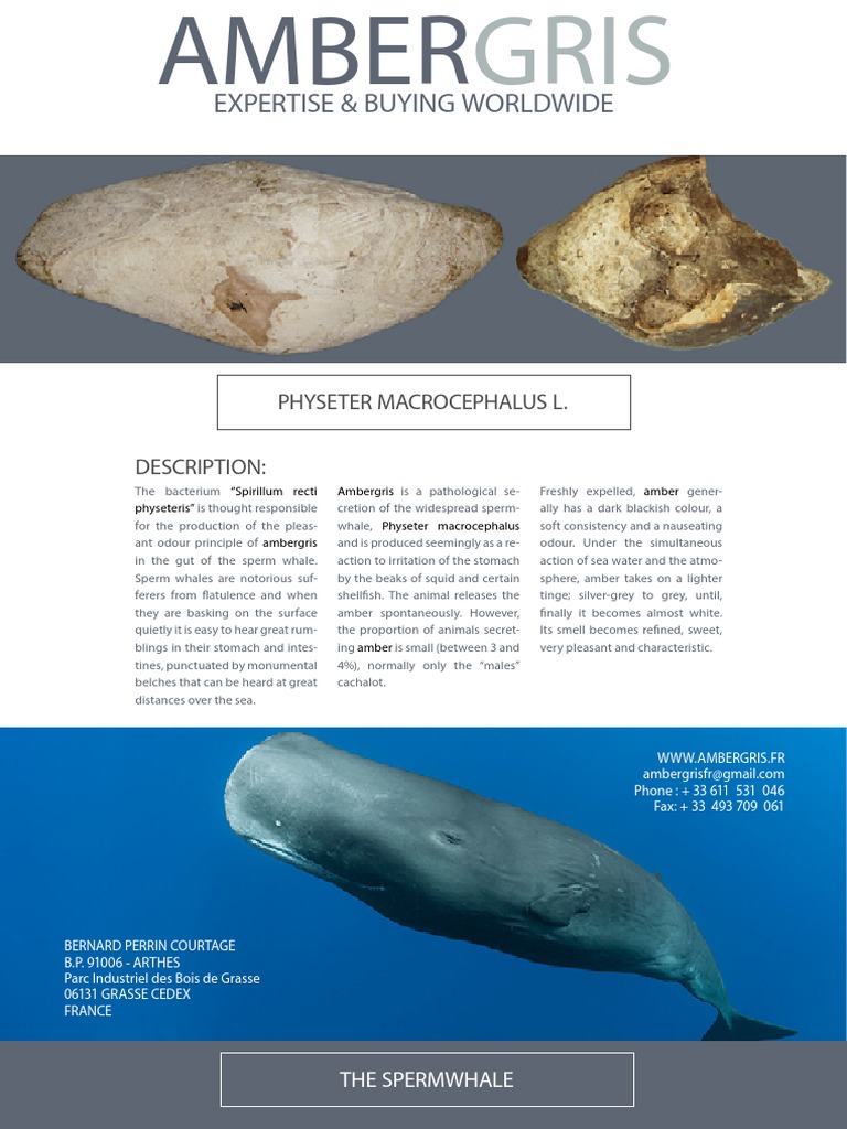 English Ambergris Documentation 2017 | PDF | Perfume | Perfumery