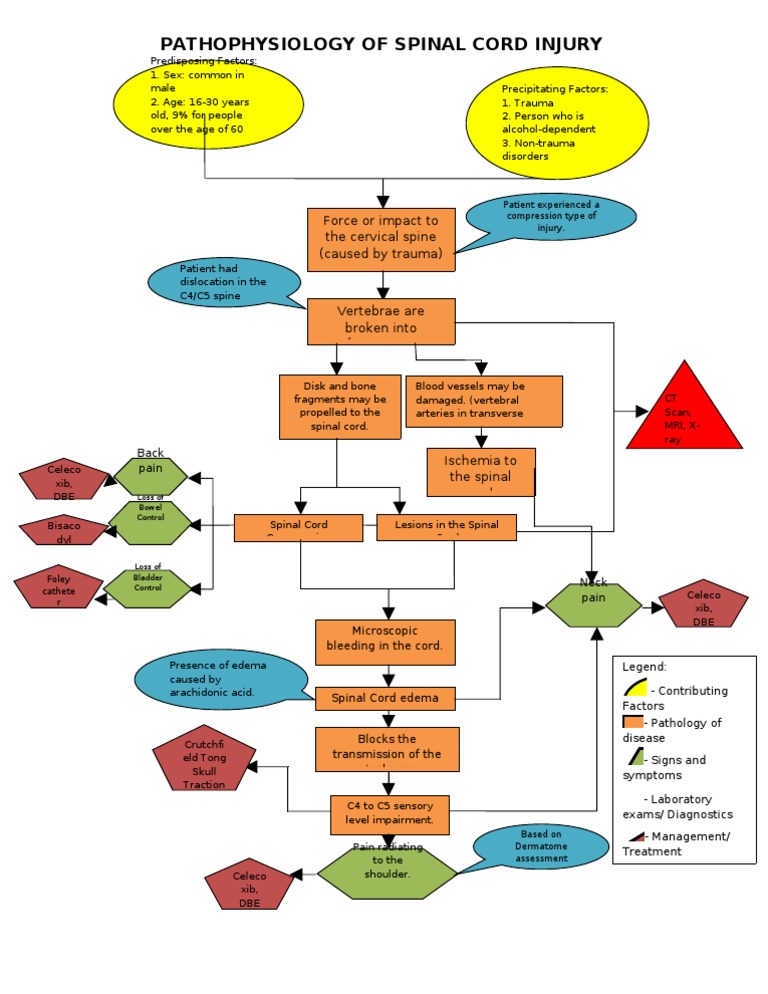 Pa Tho Physiology of Spinal Cord Injury | PDF | Spinal Cord Injury ...