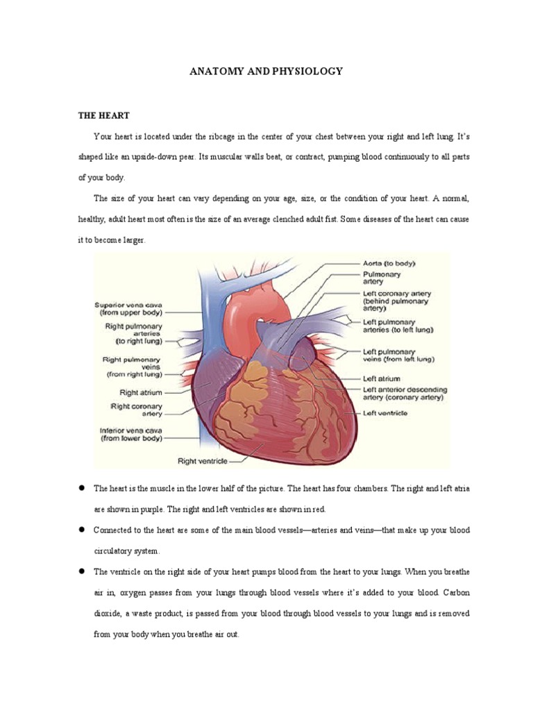 Anatomy and Physiology | PDF | Atrium (Heart) | Heart