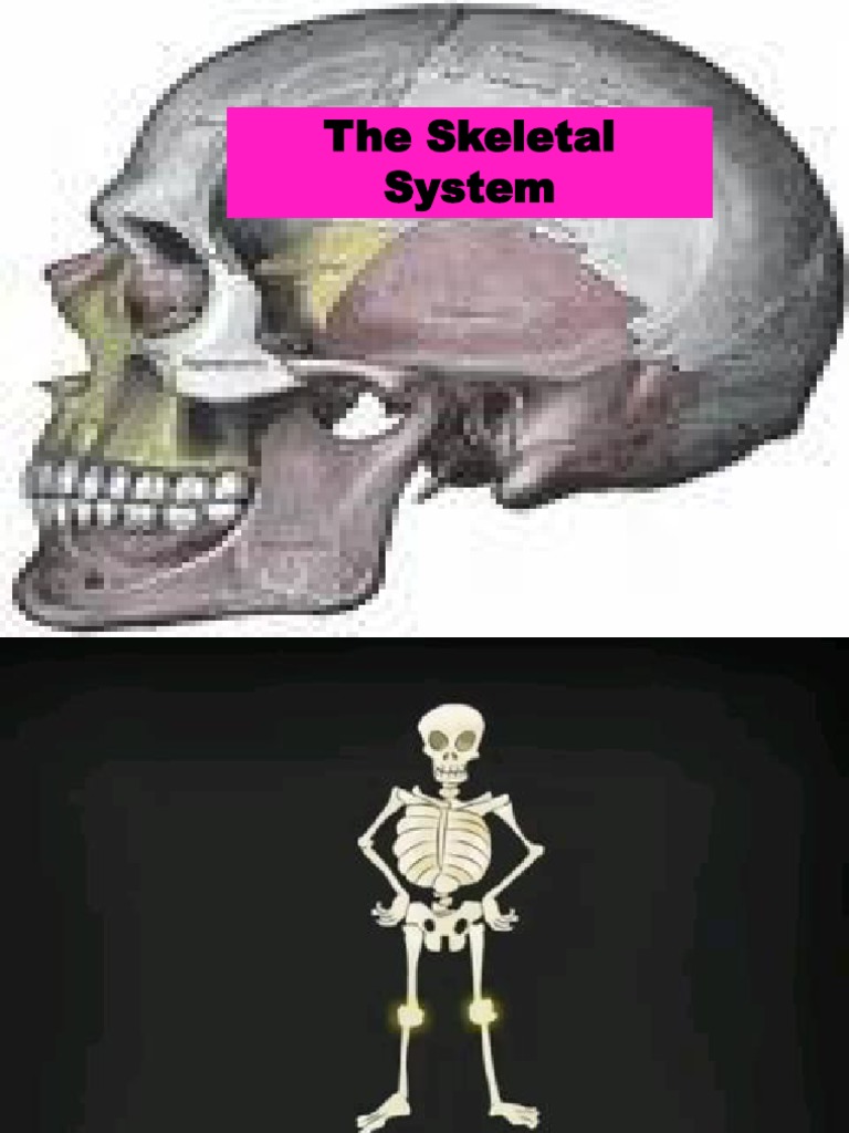 Skeletal System | PDF | Skeleton | Bone