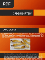 Principales Órdenes de Insectos | PDF | Insectos | Artropodología